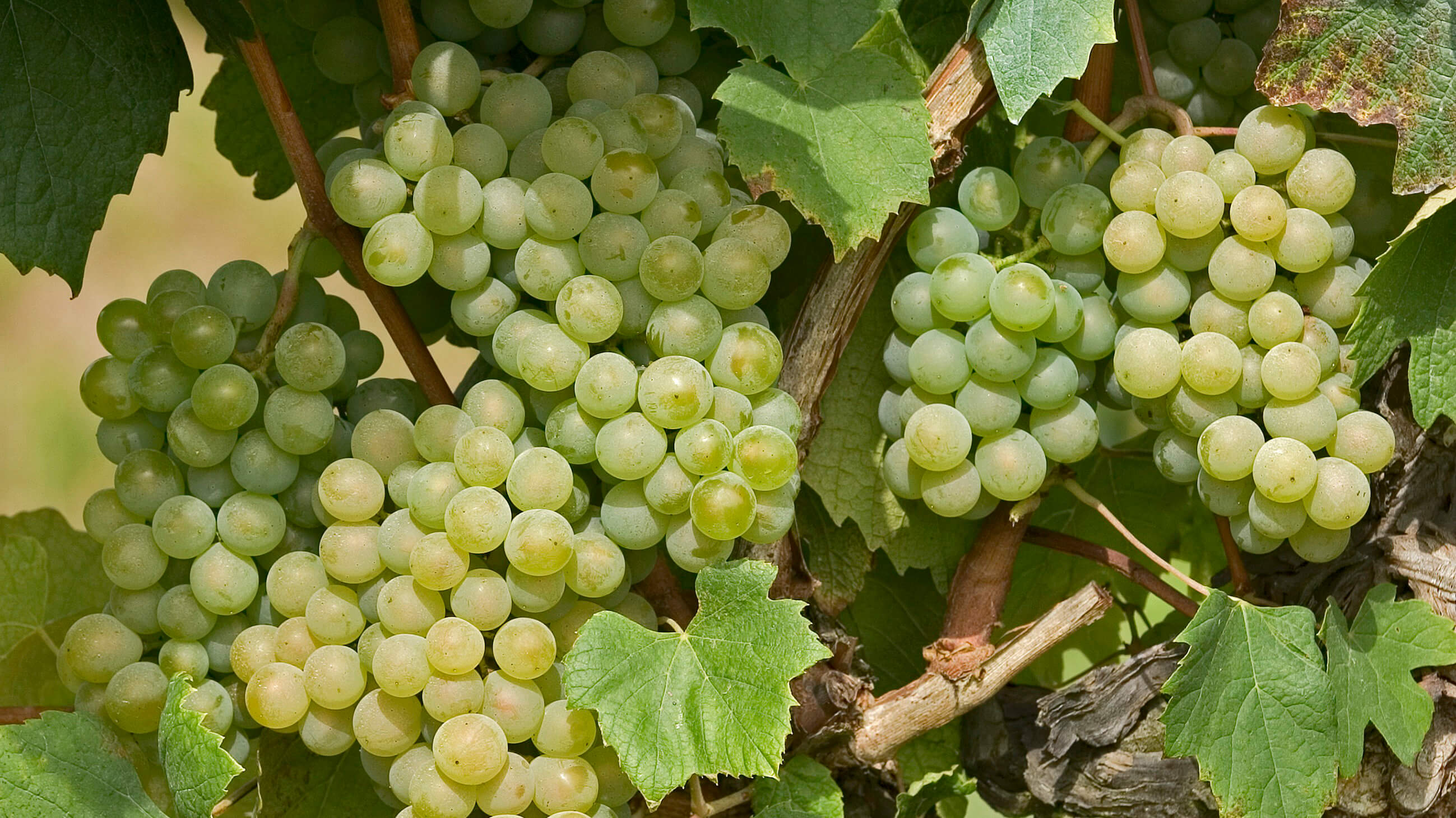 Armagnac knowledge – Armagnac.de